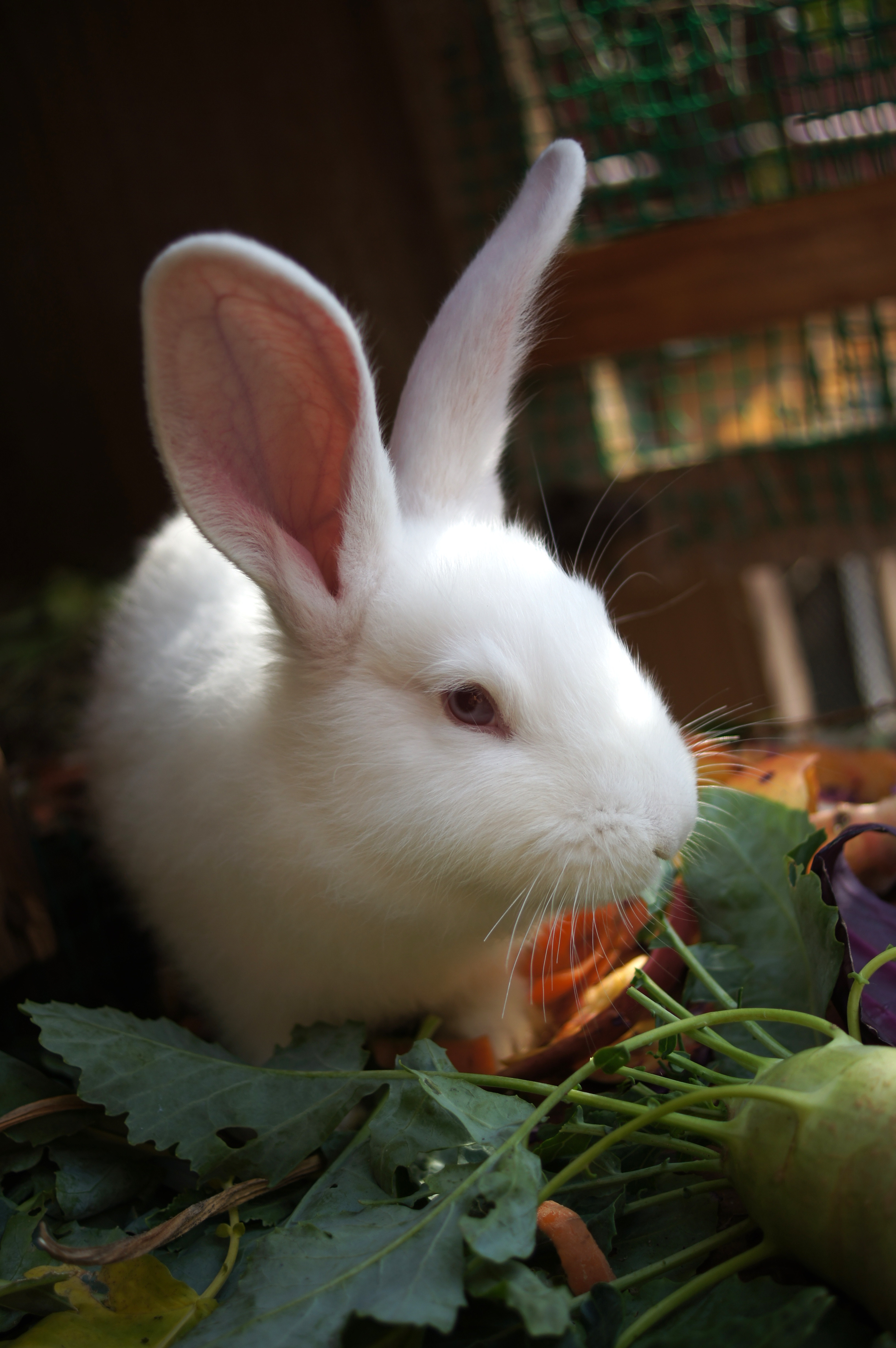 Les besoins du lapin – White Rabbit