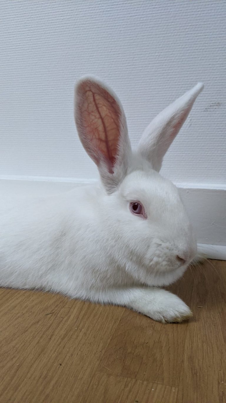 White Rabbit – Réhabilitation des petits animaux de laboratoire